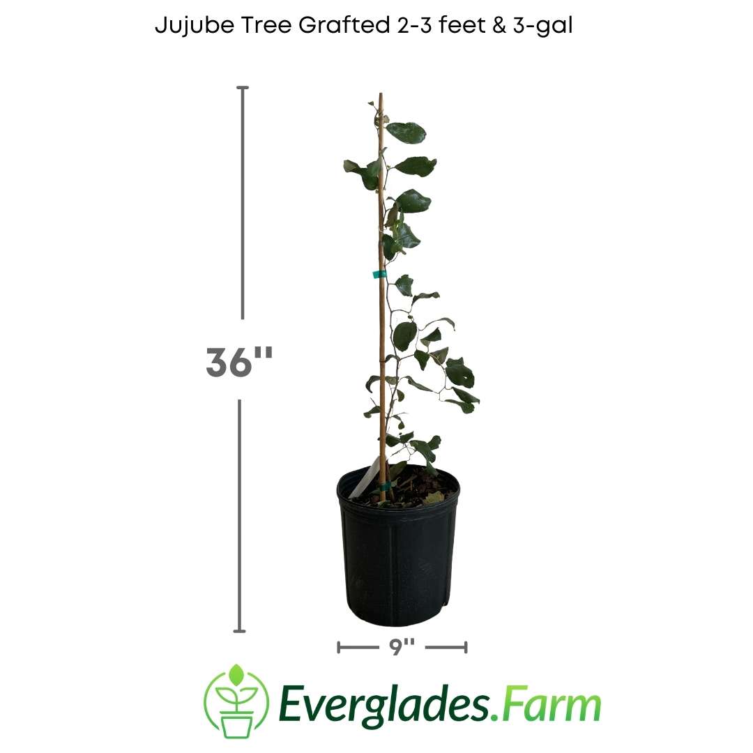 Jujube Tree Grafted – Everglades Farm