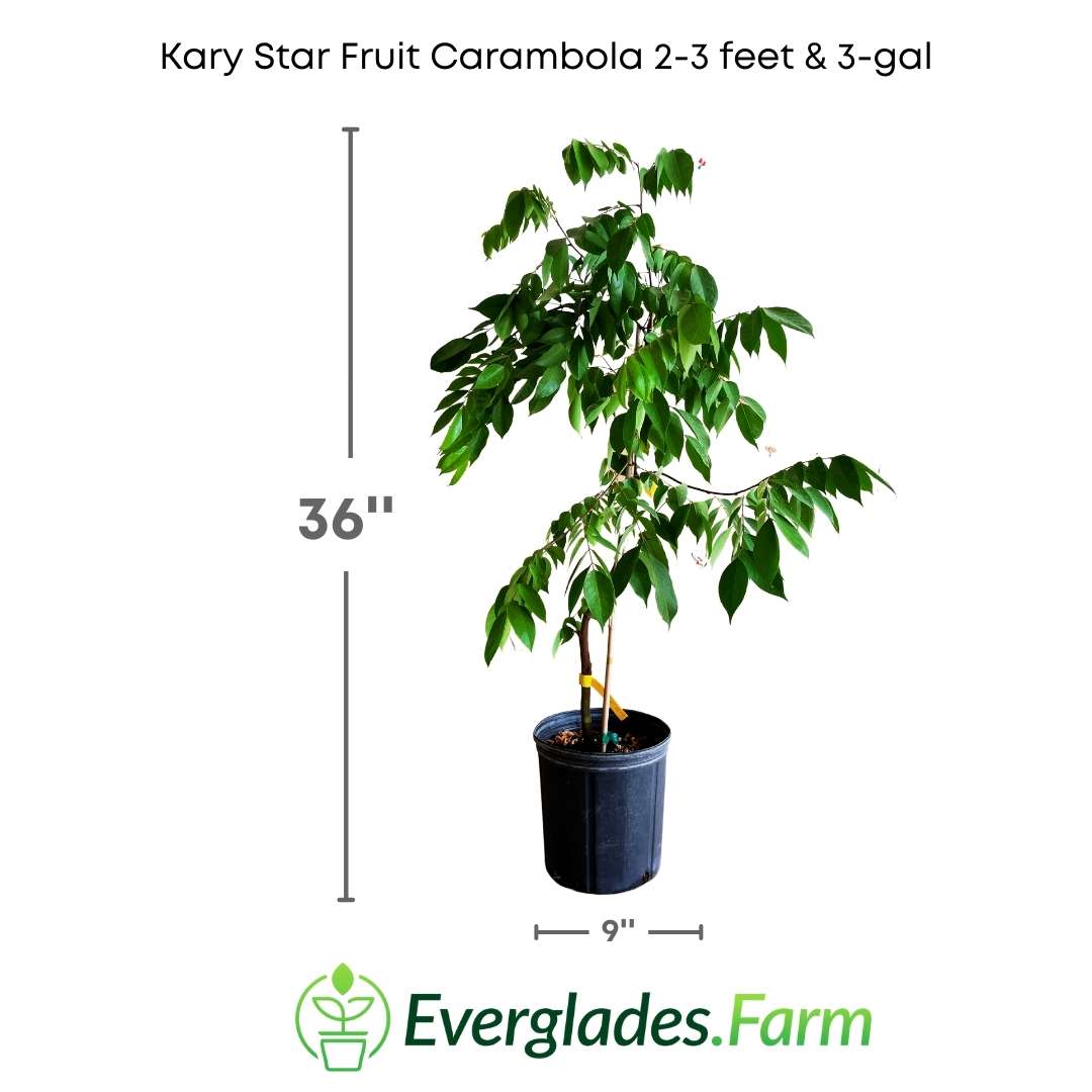 Kary Star Fruit Carambola Fruit Tree, Grafted – Everglades Farm