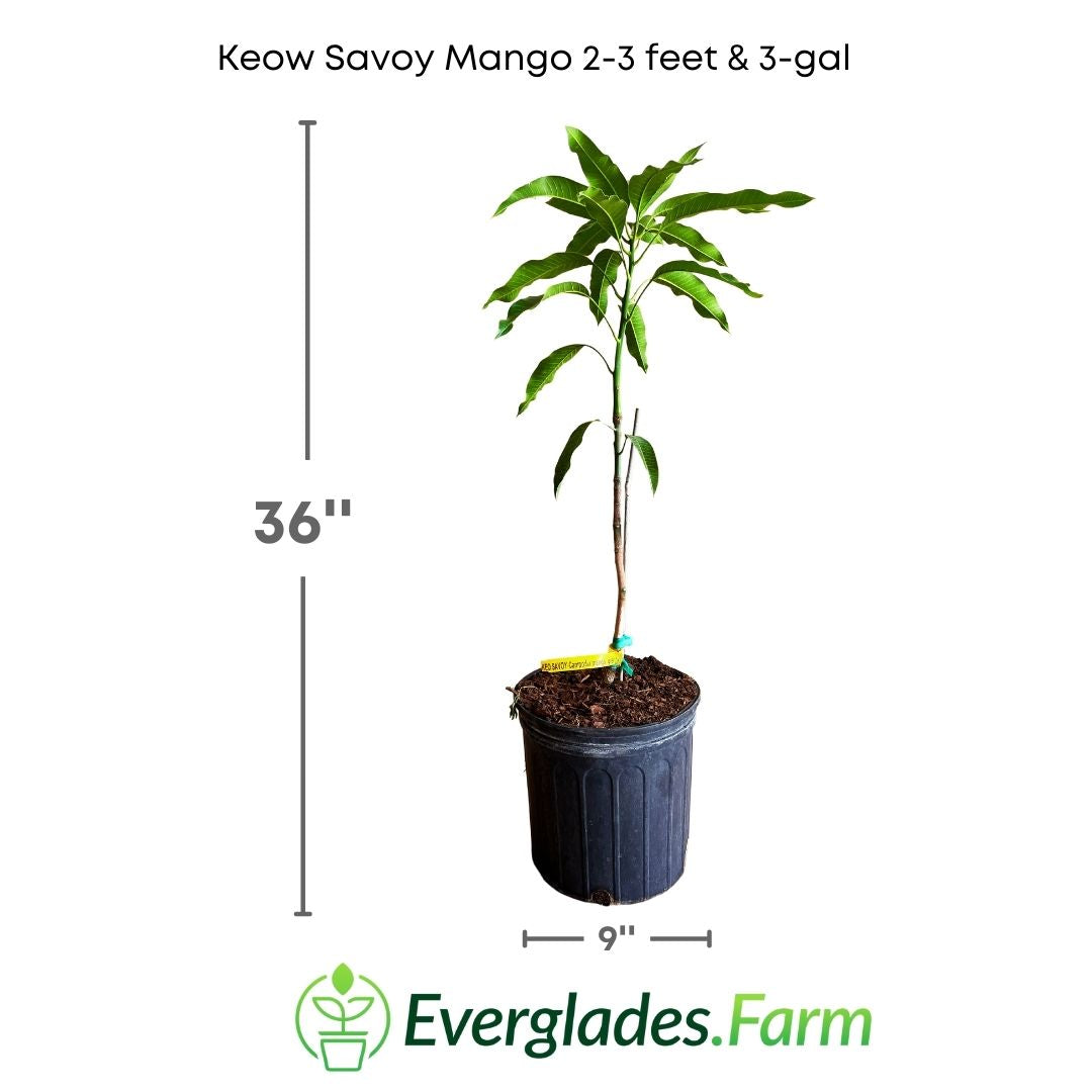 Keow Savoy Mango, Grafted Tree – Everglades Farm