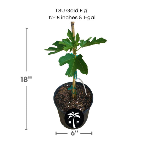 LSU Gold Fig Tree – Everglades Farm