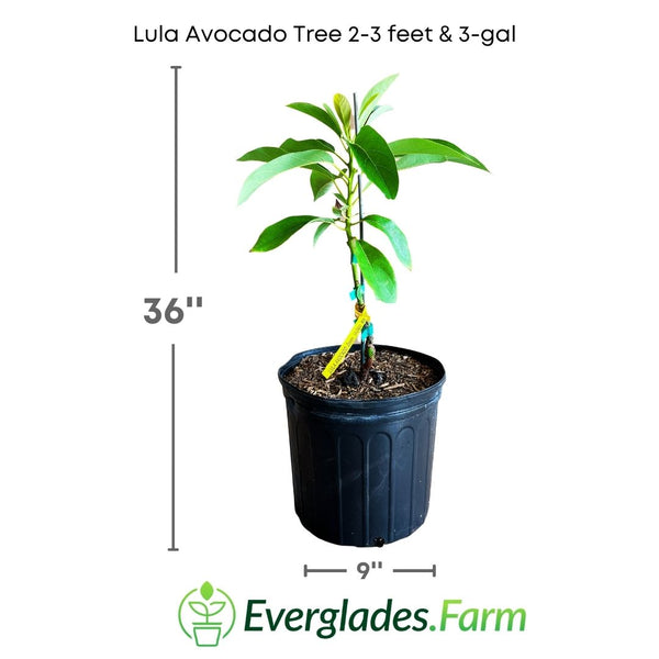 Lula Avocado Tree, Grafted – Everglades Farm