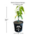 Maha Chanok Mango Tree, Grafted – Everglades Farm