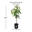 Maha Chanok Mango Tree, Grafted – Everglades Farm