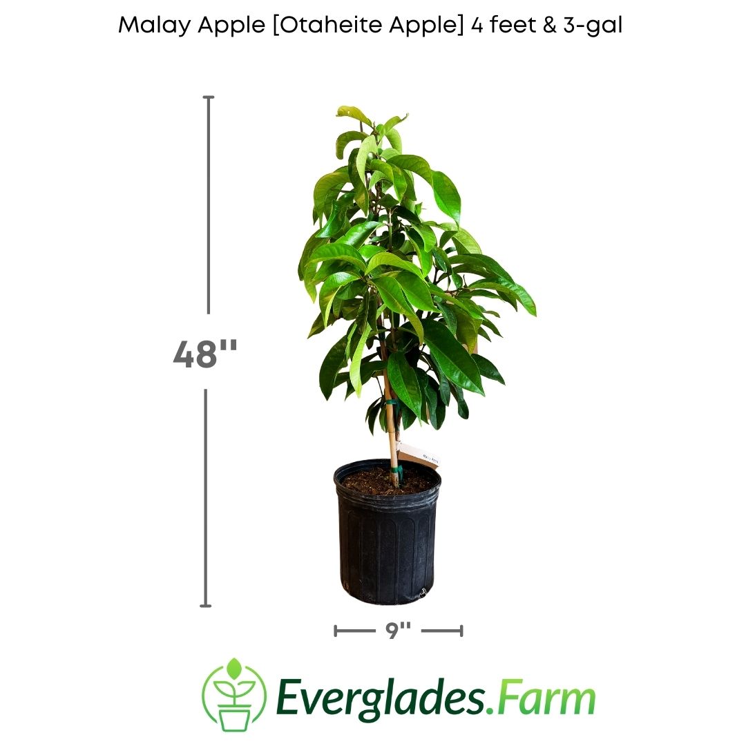 Malay Apple [Otaheite Apple] Tree – Everglades Farm