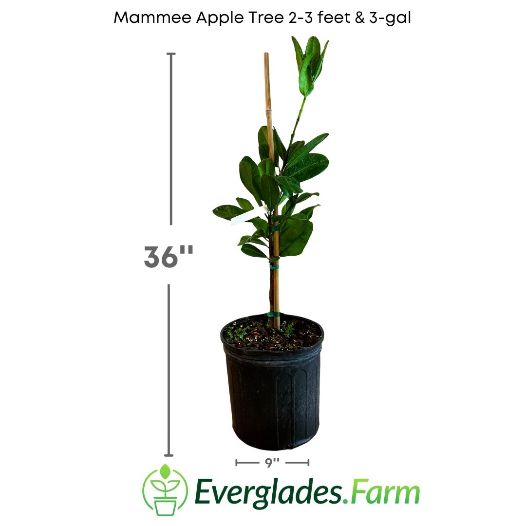 Mammee Apple Tree Grafted – Everglades Farm