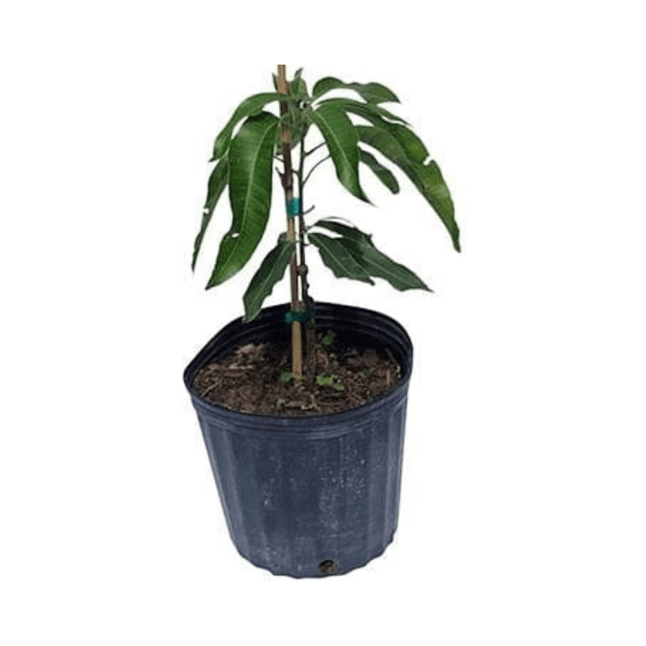 Mango Trees for Sale - 100+ Grafted Varieties | Everglades Farm