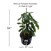 Grafted Marcus Pumpkin Avocado Tree - For Sale – Everglades Farm