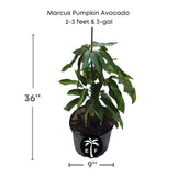 Grafted Marcus Pumpkin Avocado Tree - For Sale – Everglades Farm