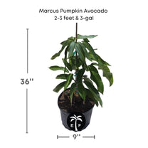 Grafted Marcus Pumpkin Avocado Tree - For Sale – Everglades Farm