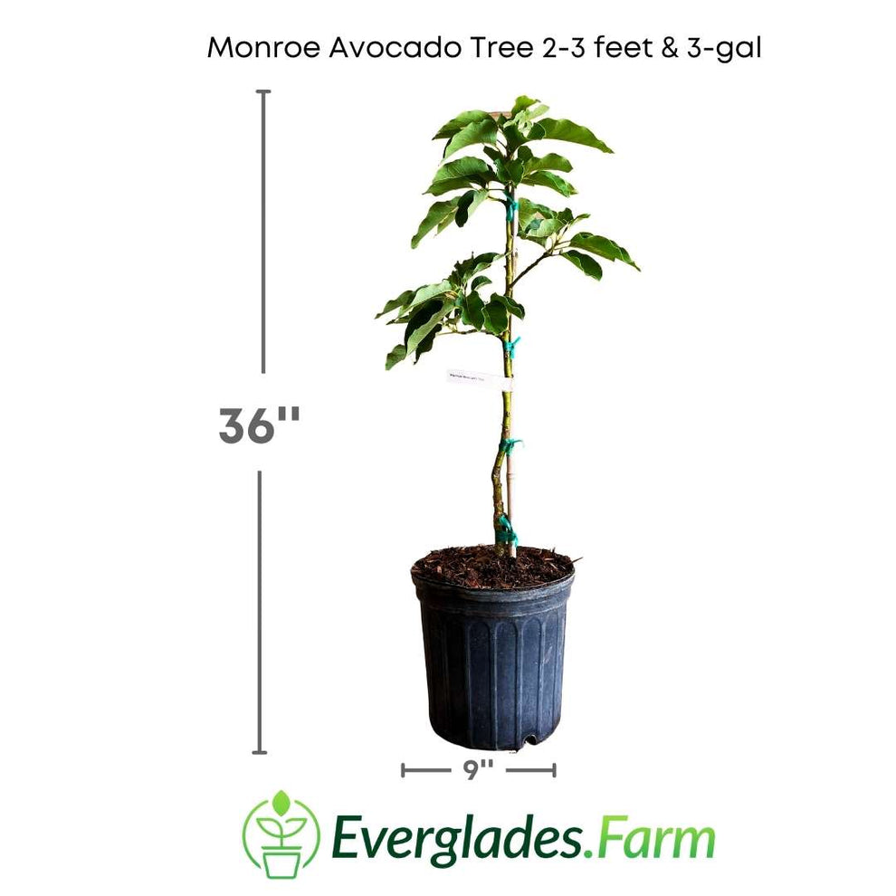 Monroe Avocado Tree, Grafted – Everglades Farm