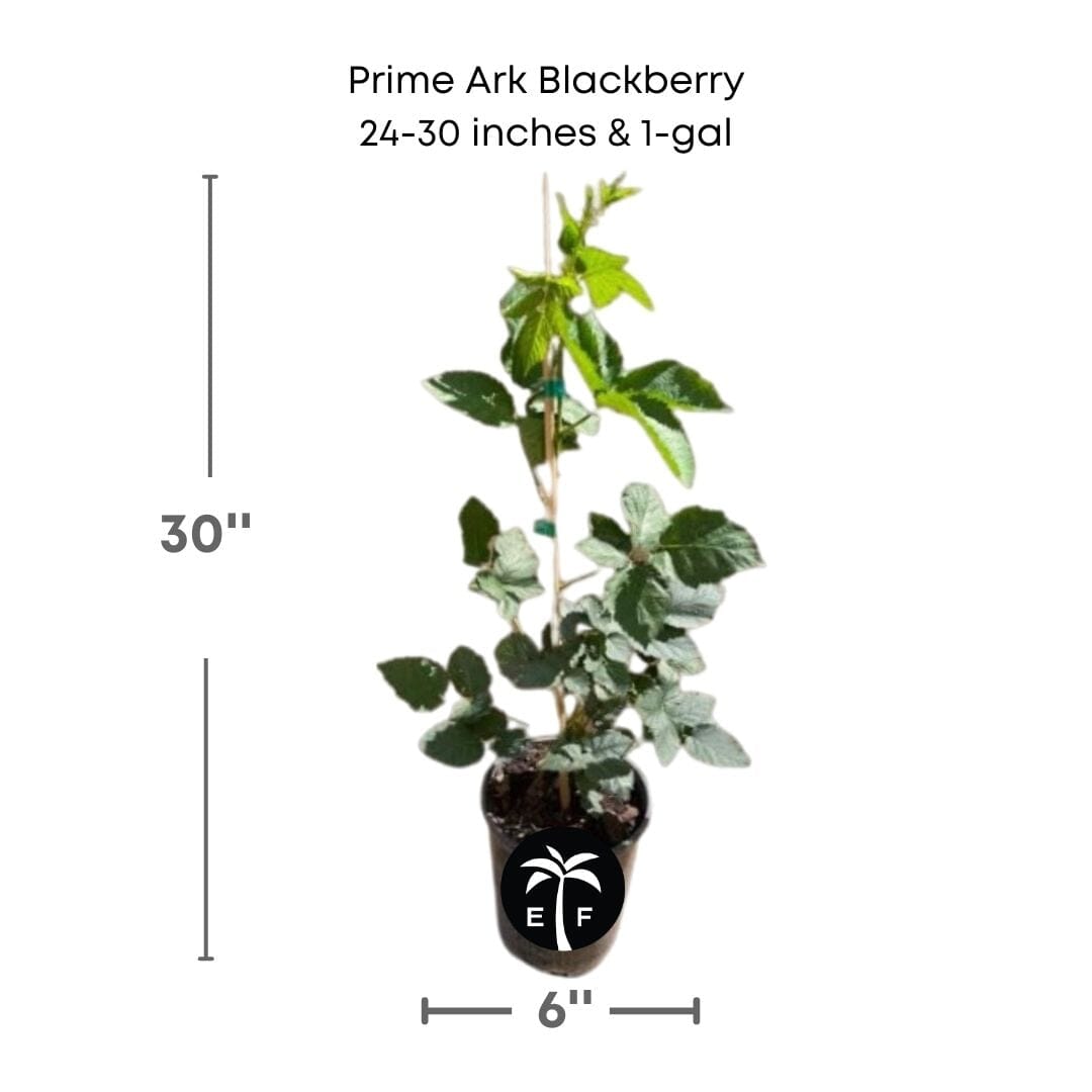 Prime-Ark® 45 Blackberry Plant – Everglades Farm