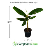 Puerto Rican Dwarf Plantain Banana Tree – Everglades Farm