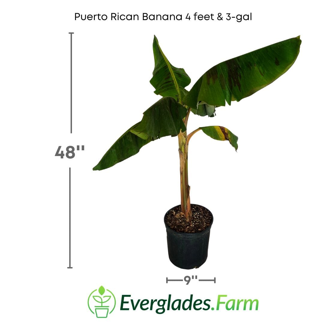 Puerto Rican Dwarf Plantain Banana Tree – Everglades Farm