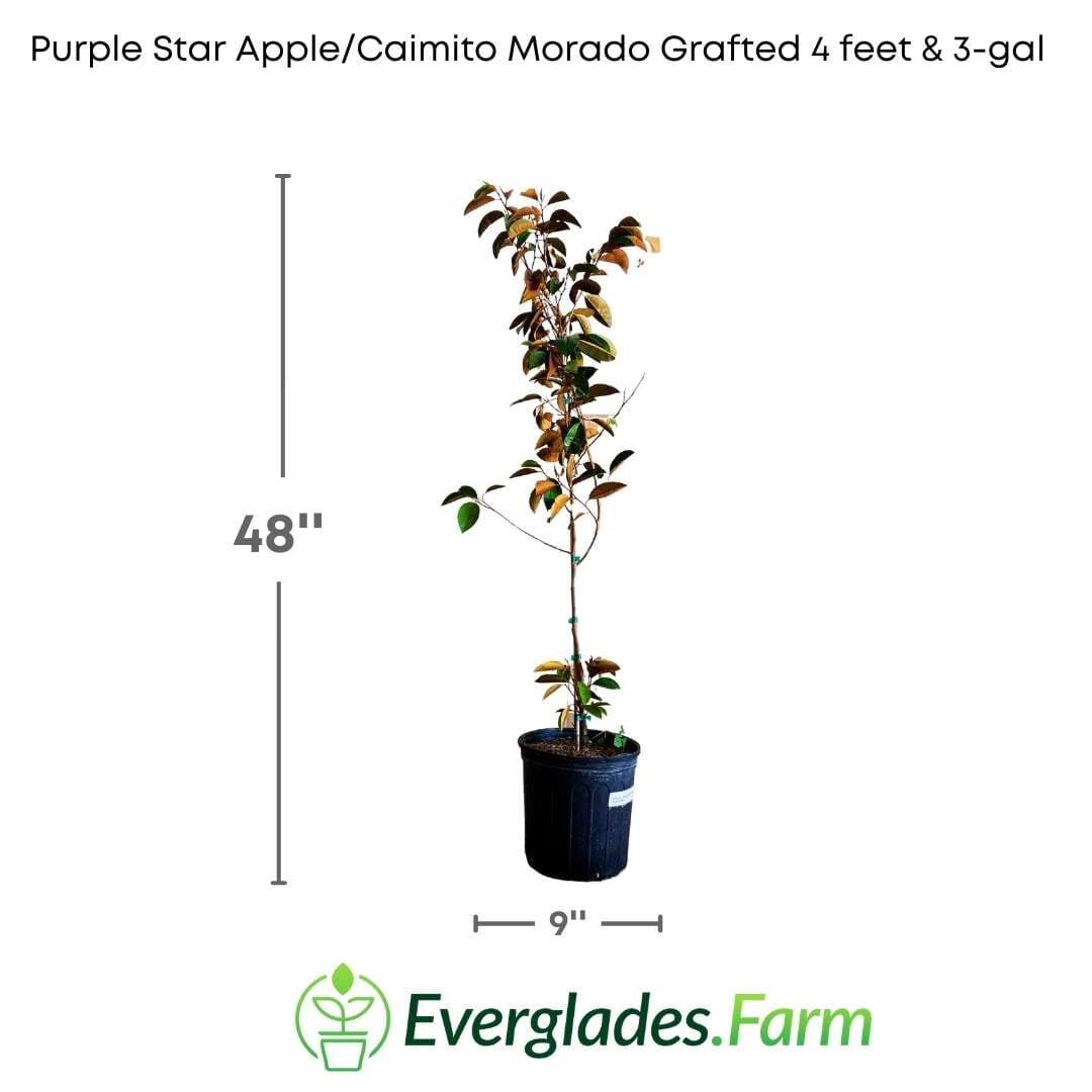 Grafted Caimito Morado Star Apple - For Sale – Everglades Farm