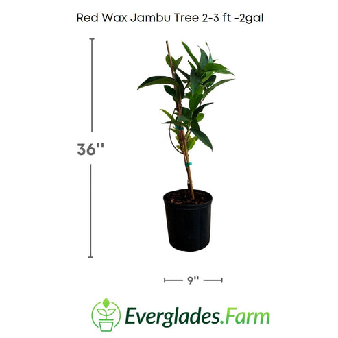 Red Wax Jambu Tree – Everglades Farm