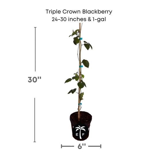 Triple Crown Blackberry Plant – Everglades Farm