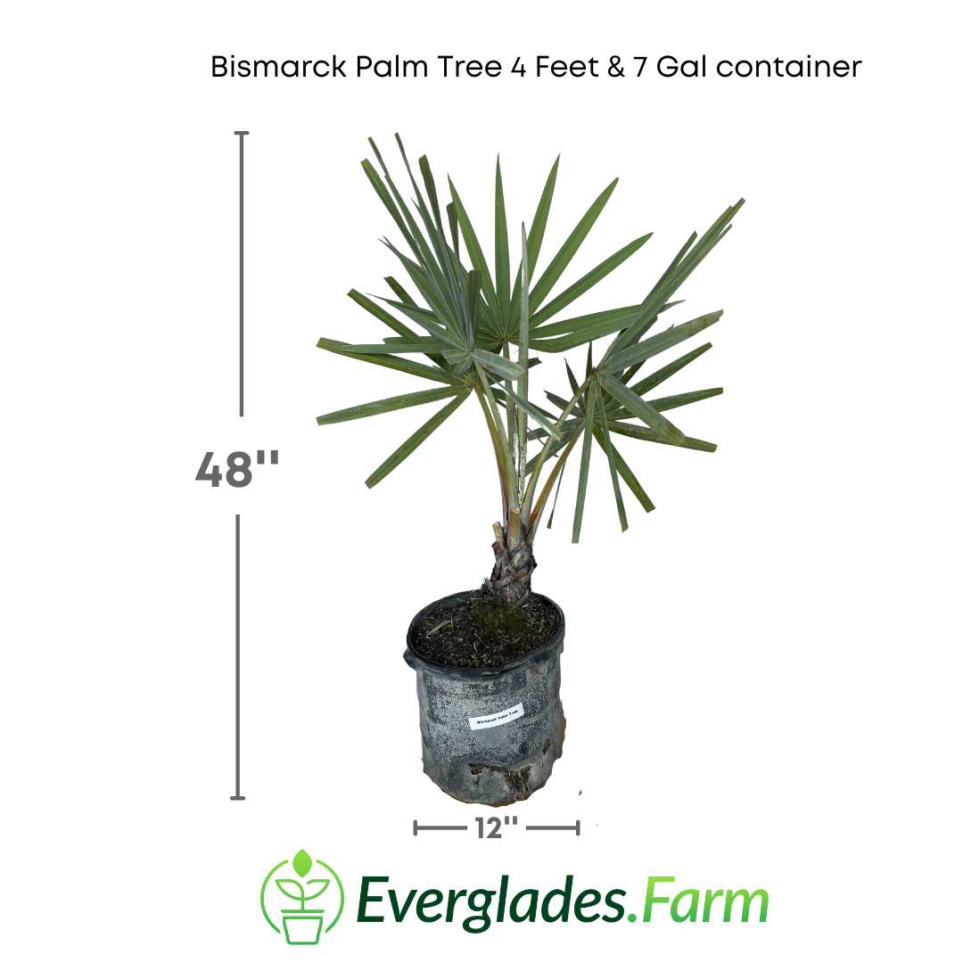 Bismarck Palm Tree – Everglades Farm