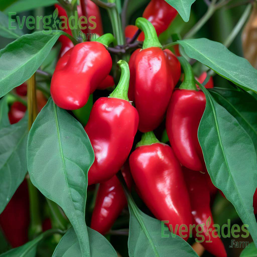 Chiltepin Chili Pepper Plant – Everglades Farm