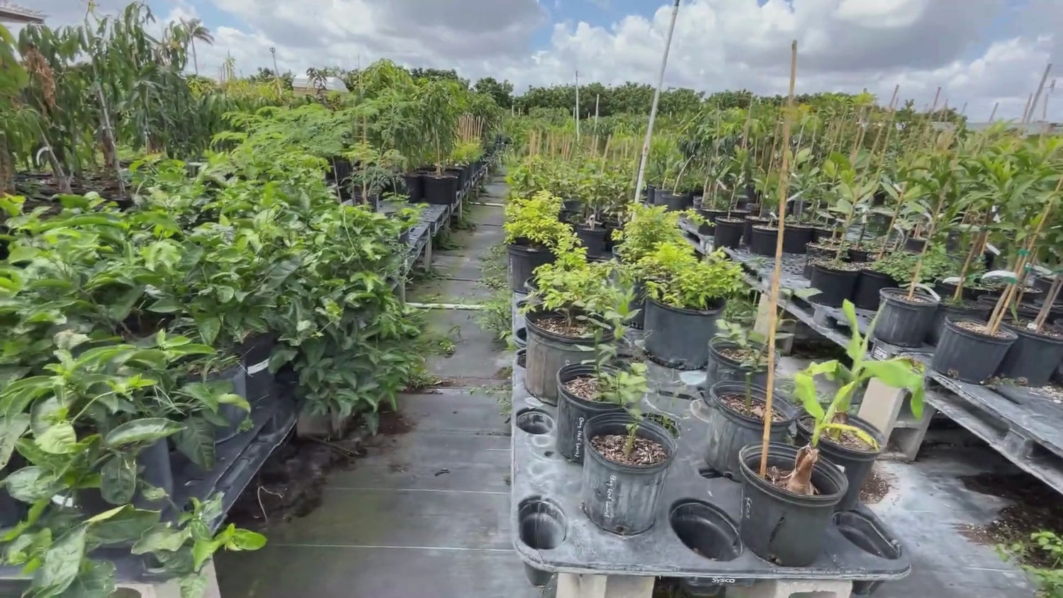 Order Plants Online | Tropical Fruit Trees For Sale | Everglades Farm