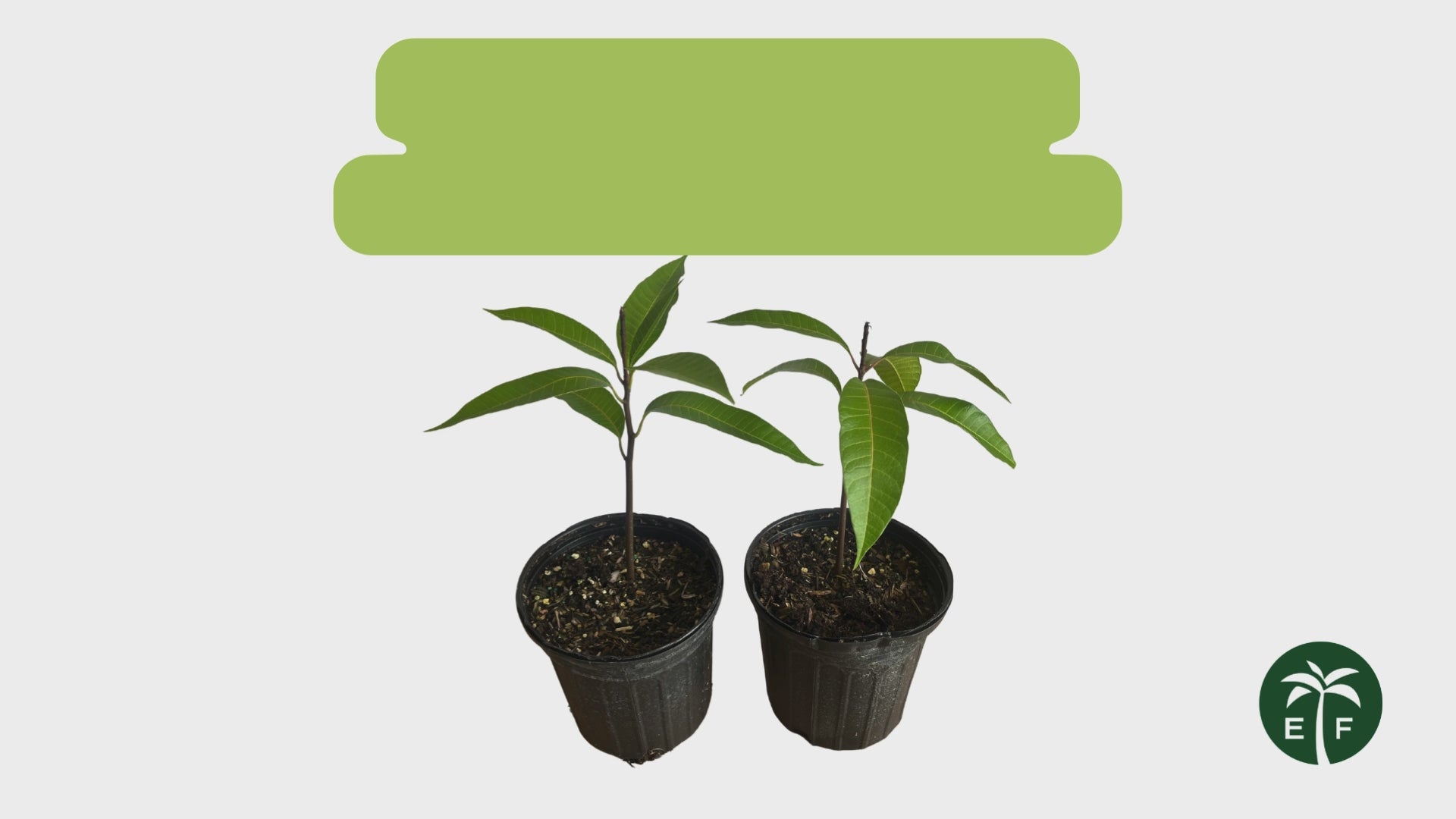 Turpentine Mango Tree – Everglades Farm