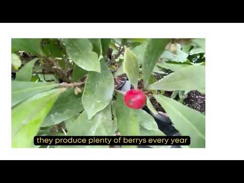 Exotic Fruit Trees | Rare Tropical Species - Everglades Farm