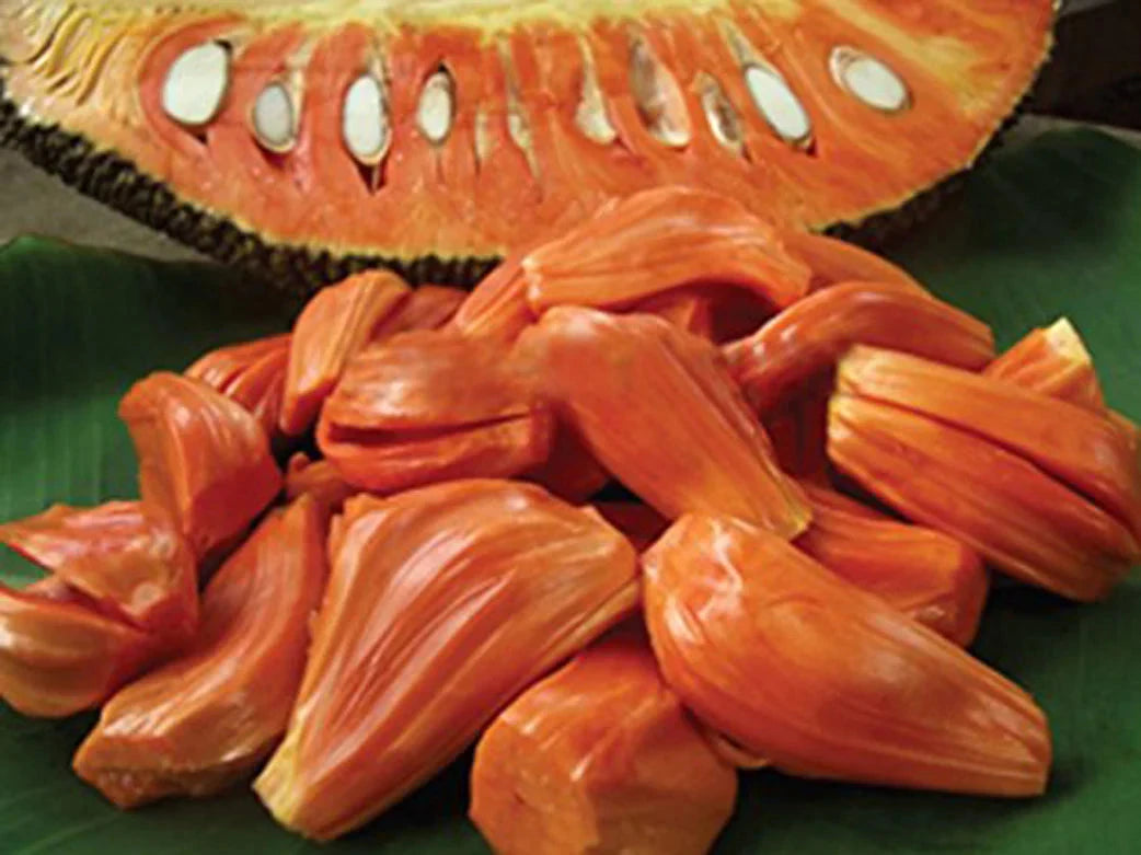 Red Morning Jackfruit Grafted Tree – Everglades Farm