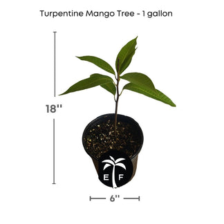 Turpentine Mango Tree – Everglades Farm