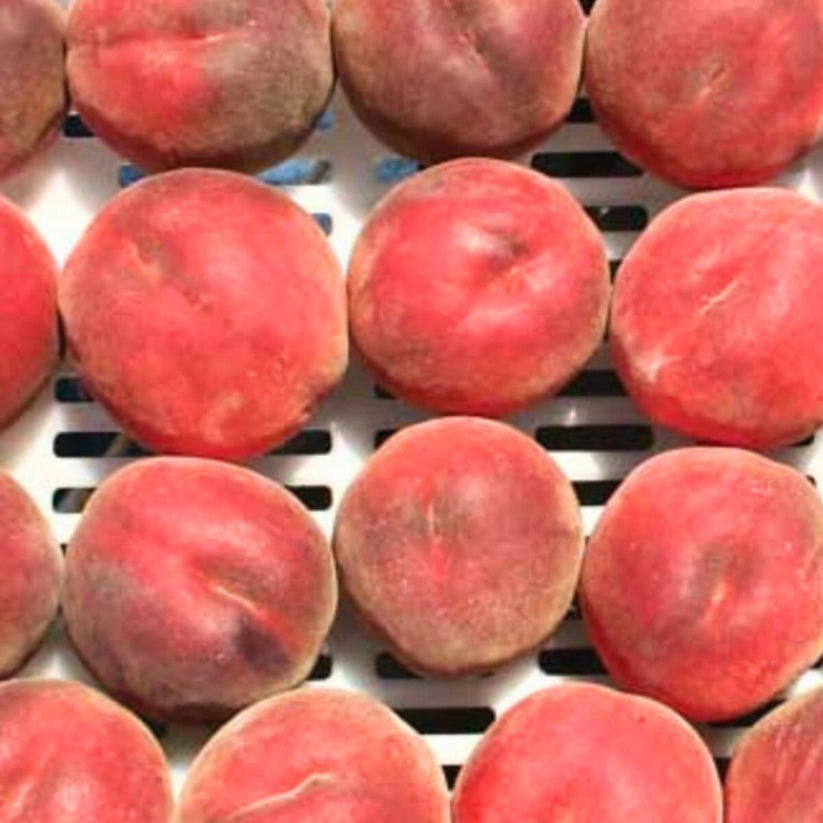 UF One Peach Tree - Fast-Growing, Low-Chill, Golden-Yellow Fruit for W ...