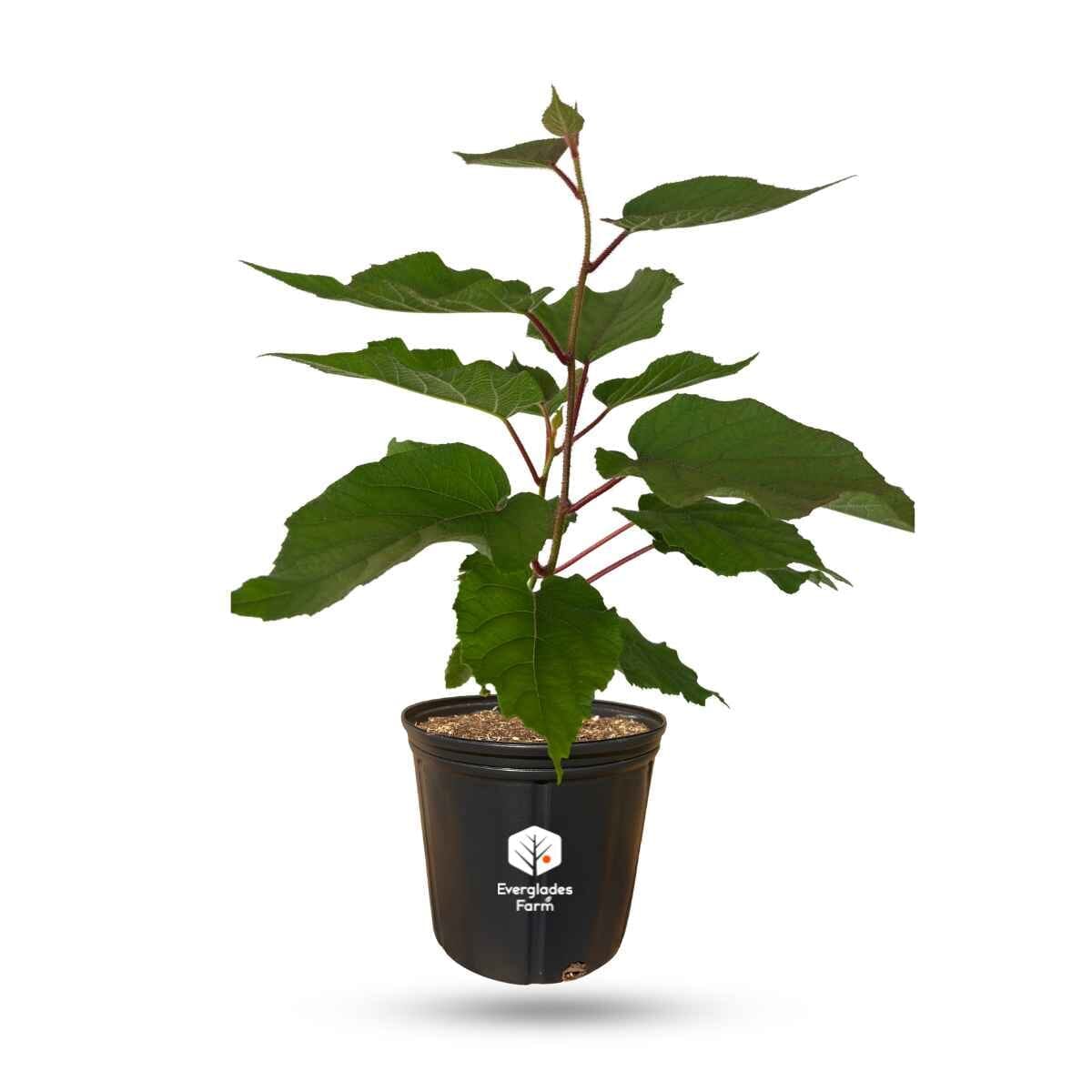 Tomuri Fuzzy Kiwi Vine (Male Pollinator) – Everglades Farm