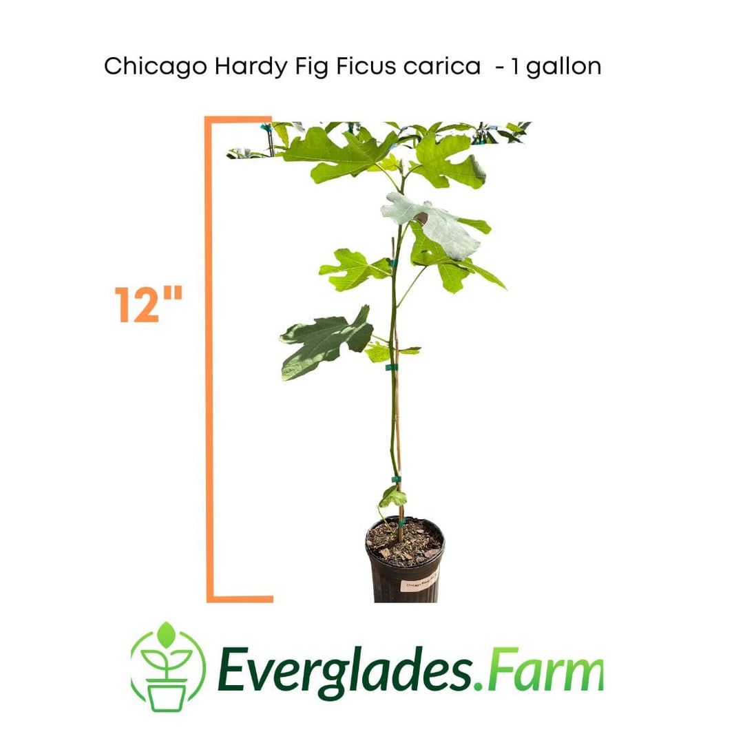 Fig Trees for Sale | Dwarf & Standard Varieties | Everglades Farm