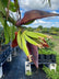 Puerto Rican Dwarf Plantain Banana Tree – Everglades Farm
