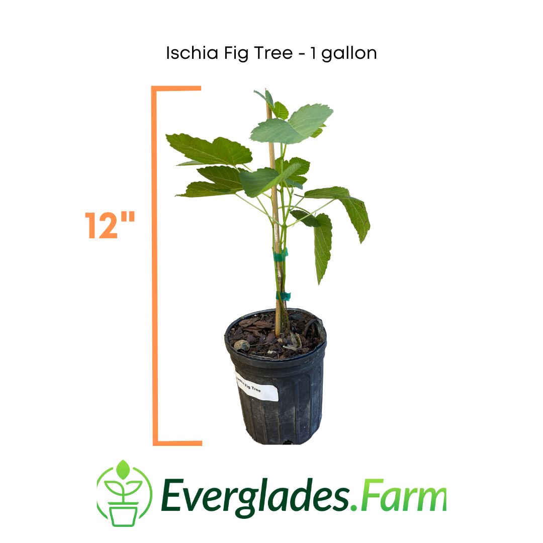 Ischia Fig Tree – Everglades Farm