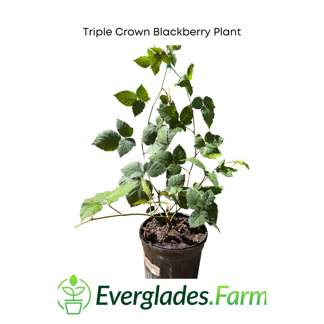 Triple Crown Blackberry Plant – Everglades Farm
