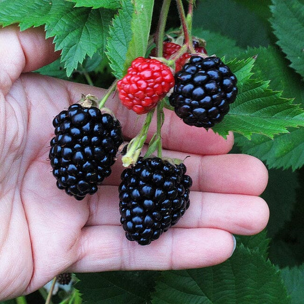 Triple Crown Blackberry Plant – Everglades Farm