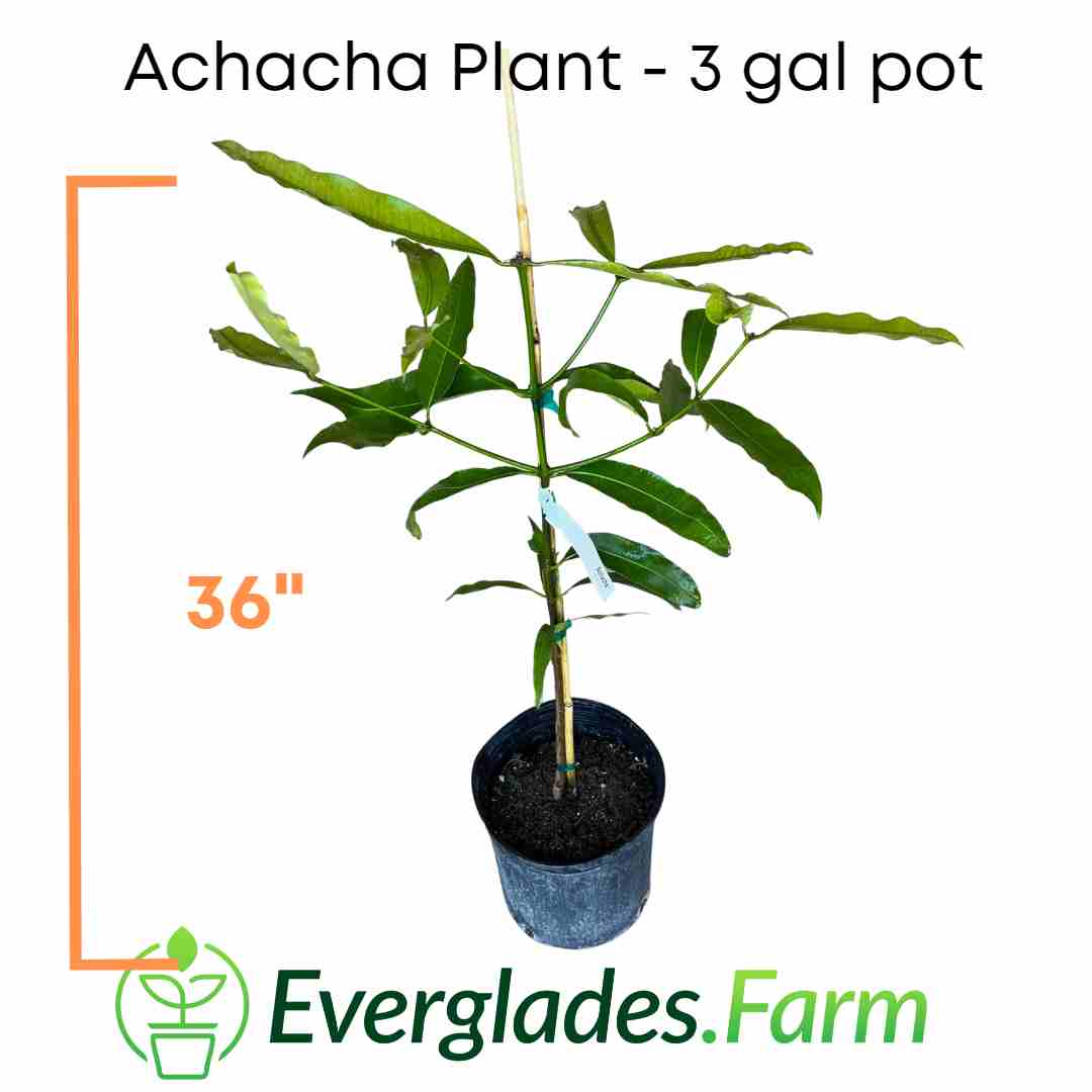 Achacha, Achachairu Plant – Everglades Farm