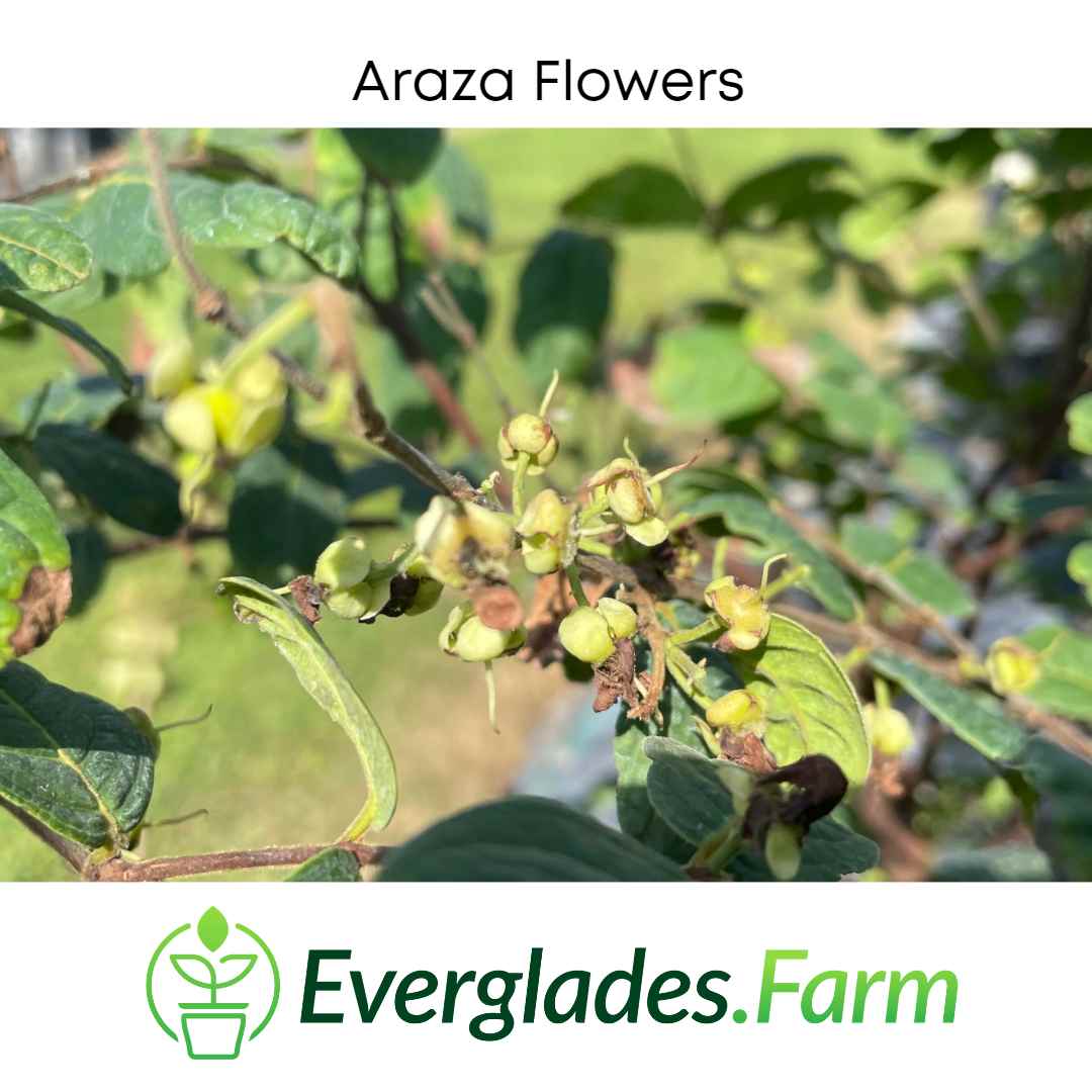 Araza, Aracaba-boi, Eugenia Stipitata, Plant – Everglades Farm