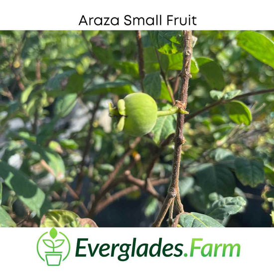 Araza, Aracaba-boi, Eugenia Stipitata, Plant – Everglades Farm