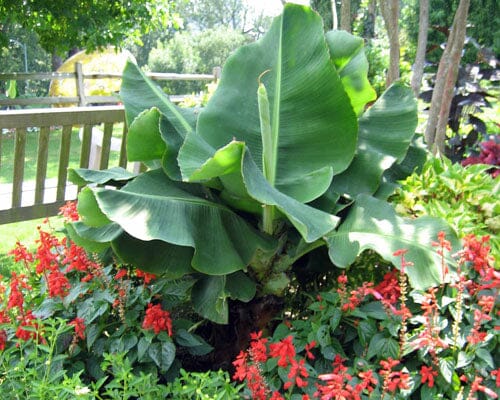 Little Prince Plant Banana Musa Hybrid – Everglades Farm