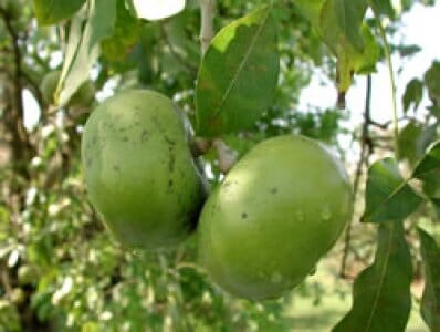 sapote tree black