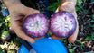 Star Apple Purple Caimito Morado Tree – Everglades Farm