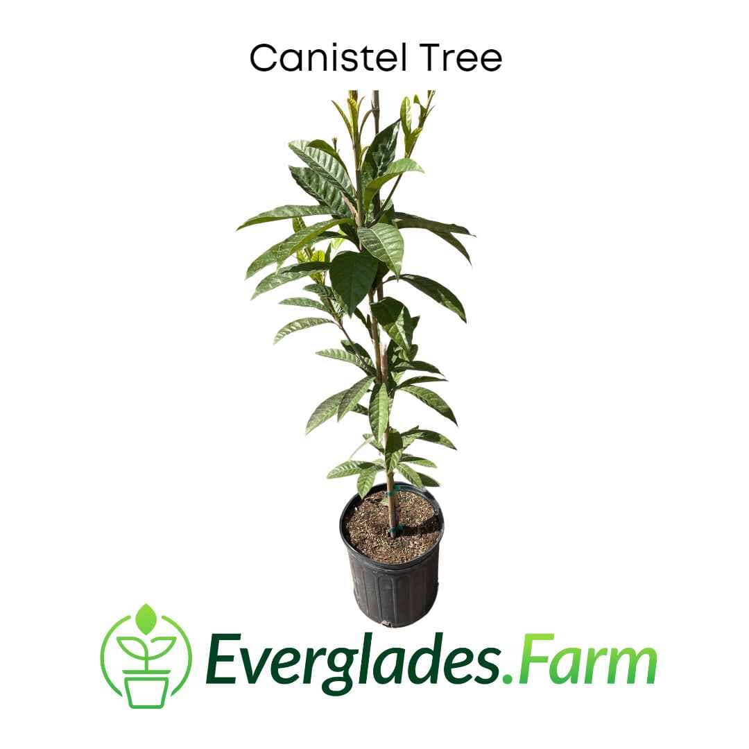 Bruce Canistel [Egg-Fruit] Tree – Everglades Farm