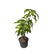 Coconut Cream Mango Tree for Sale – Grafted & Grown in Florida ...