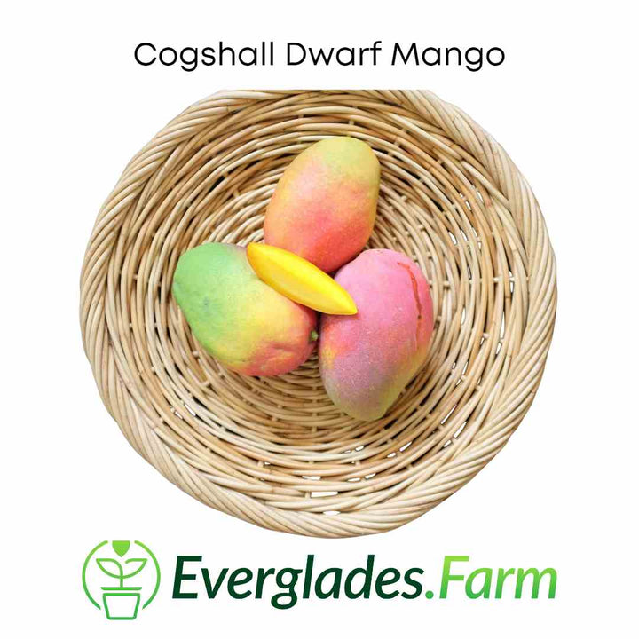 Dwarf or Condo Mangos – Everglades Farm