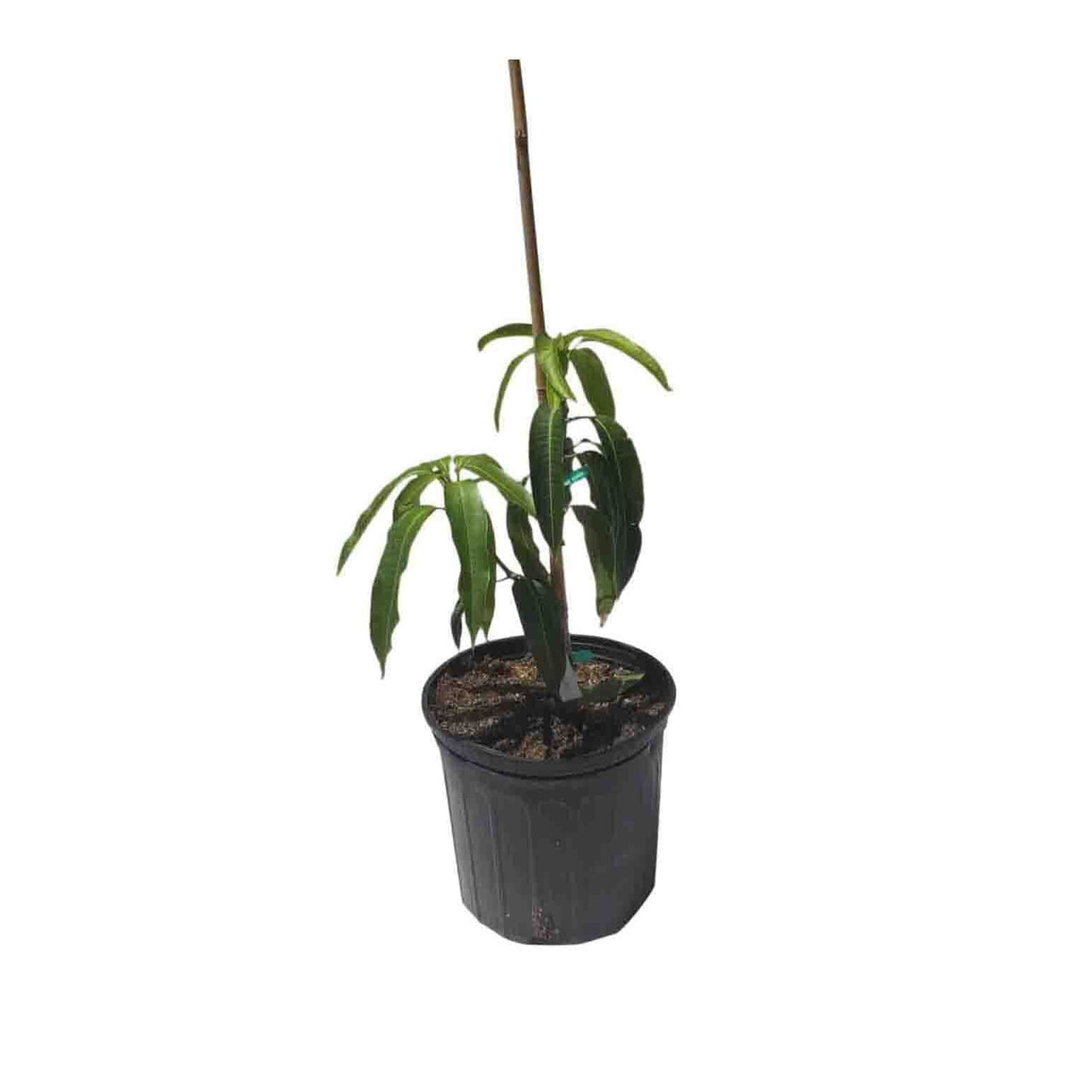 Gold Nugget Mango Tree, Grafted – Everglades Farm