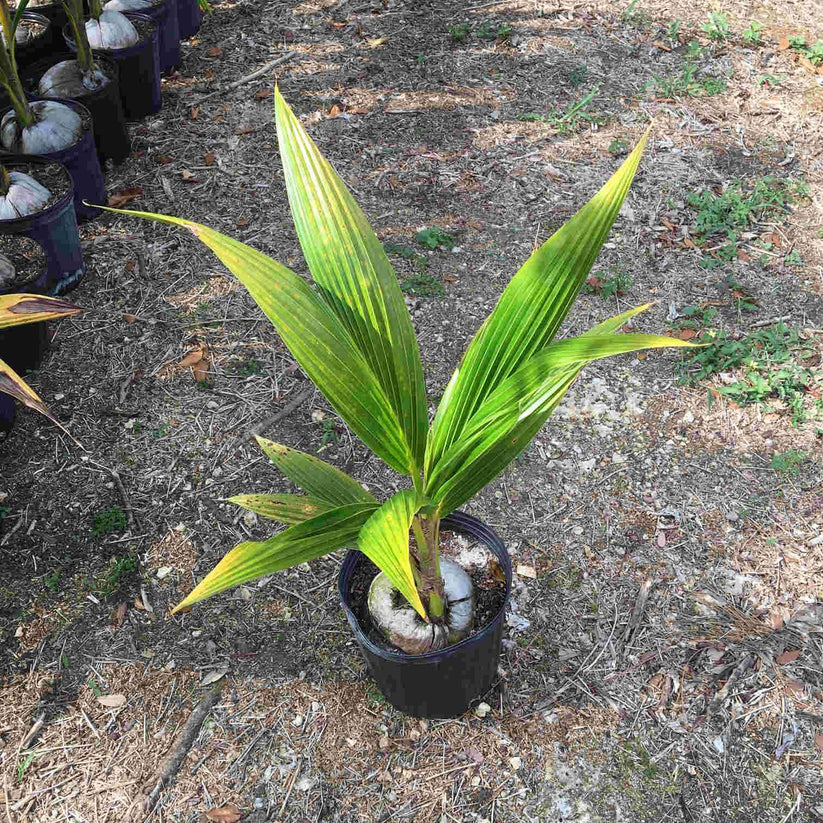 Malayan Dwarf Coconut Palm Tree| Florida – Everglades Farm