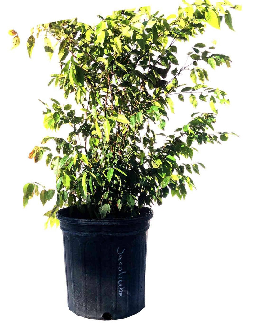 Jaboticaba Trees For Sale Online at Best Price | Everglades Farm