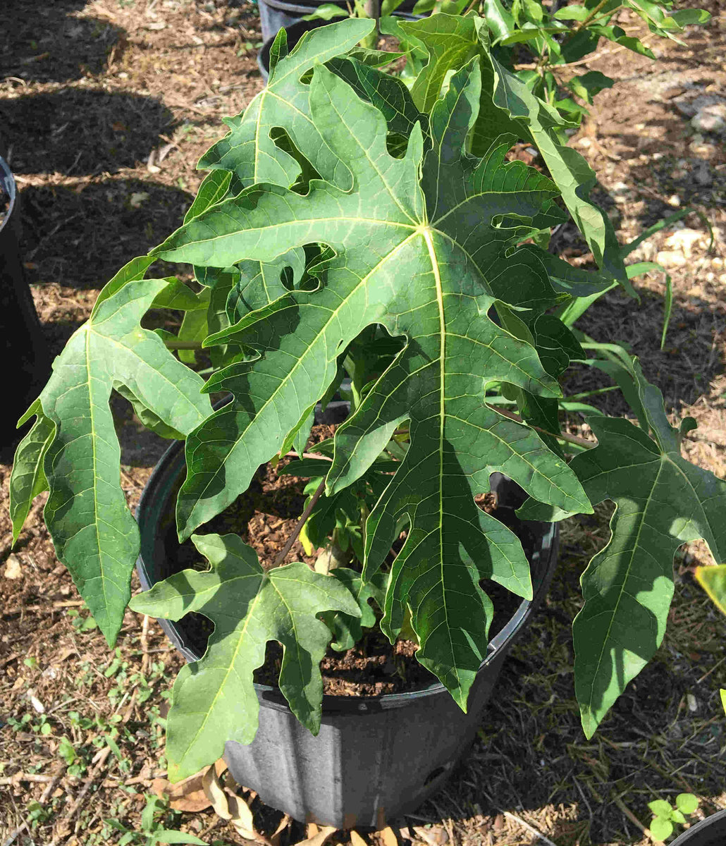 Papaya Red Lady Dwarf Tree, for sale from Florida – Everglades Farm