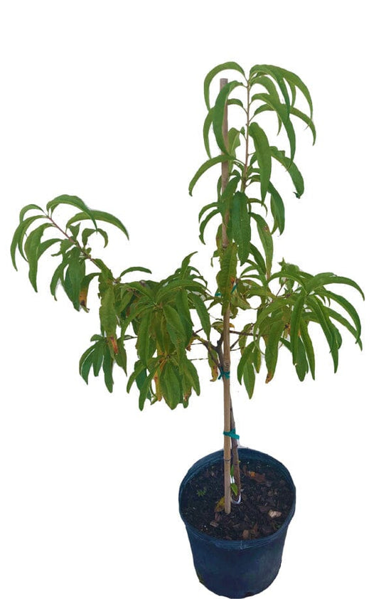 Tropic Beauty Dwarf Peach Tree Grafted Low Chill, Self-Fertile, Sweet ...