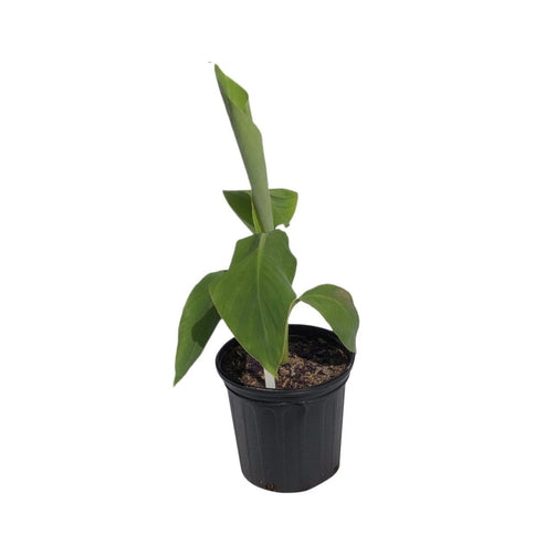 Puerto Rican Dwarf Plantain Banana Tree – Everglades Farm
