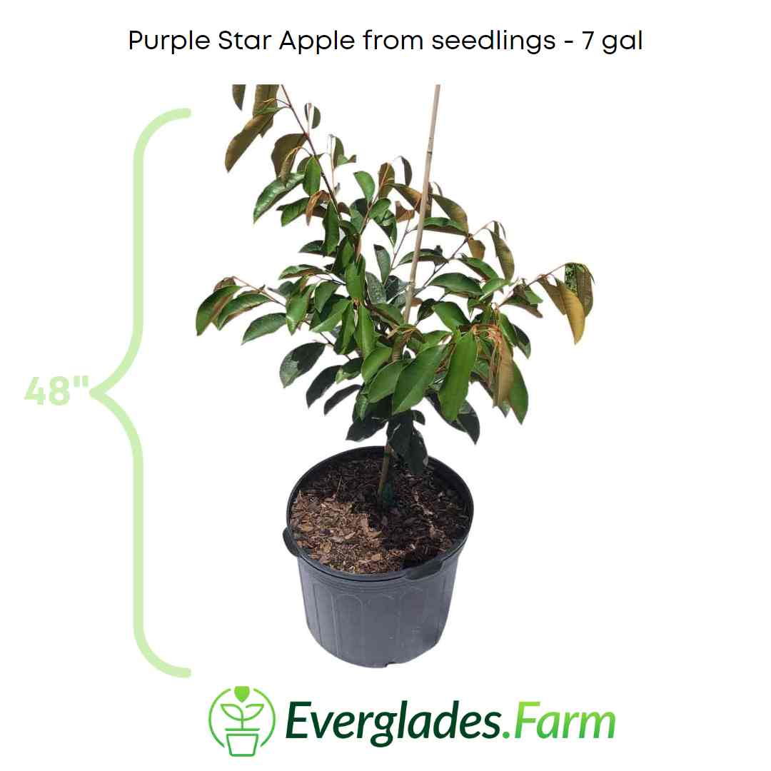 Star Apple Purple Caimito Morado Tree from Seedling – Everglades Farm